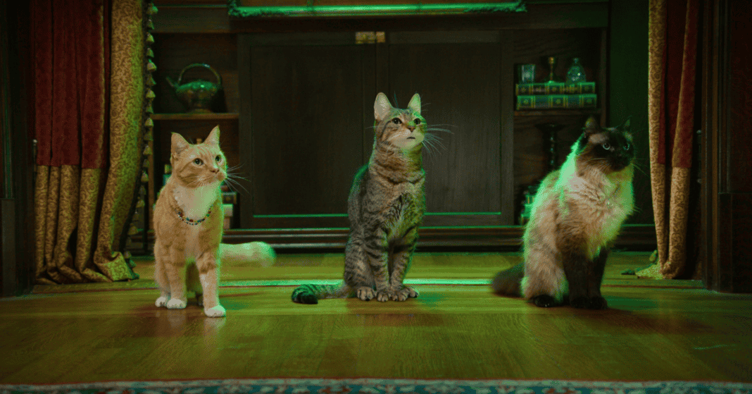 Scaredy Cats Season 2 Release Date, Plot, Cast, and Trailer